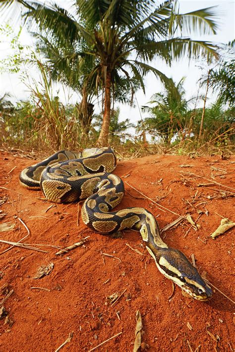 royal python python regius togo controlled conditions photograph by