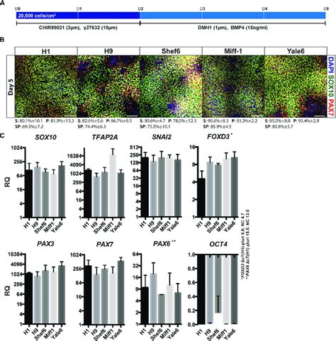 Robust Neural Crest Induction In Fully Defined Conditions A Schematic