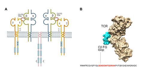 A The Schematic Structure Of T Cell Receptor Tcr Complex Which