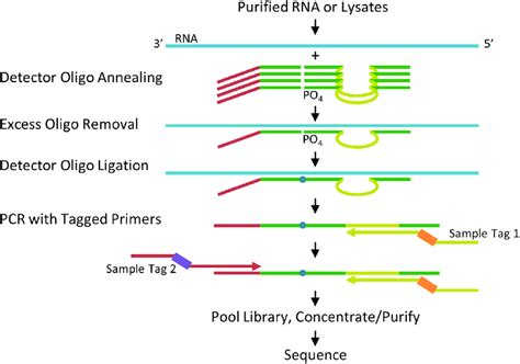 Tempo Seq Biochemical Scheme Rnas Are Targeted By Annealing To Dos