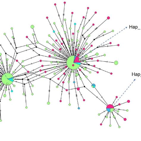 Haplotype Network Constructed Using The Median Joining Method From