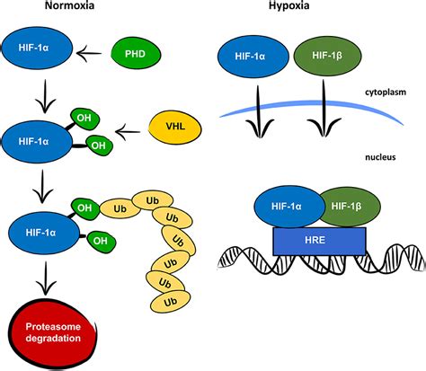 Frontiers Hif 1 Metabolism And Diabetes In The Embryonic And Adult