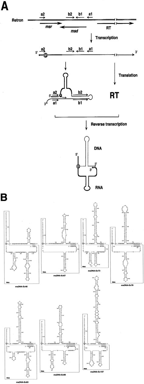 Complex Formation Between A Putative 66 Residue Thumb Domain Of