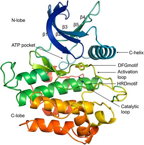 Tyrosine Kinase Structure