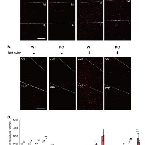Elevated C Fos Expression In The Mpfc By Social Stimulation Is