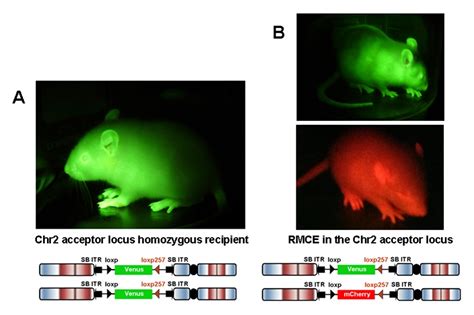 Institute Of Physiology Cas Development Of New Efficient Methods For