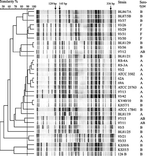 Normalized Banding Patterns And Dendrogram Of 33 C Botulinum Group I