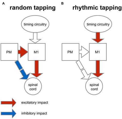 Conceptual Model For Context Dependent Motor Preparation The Figure