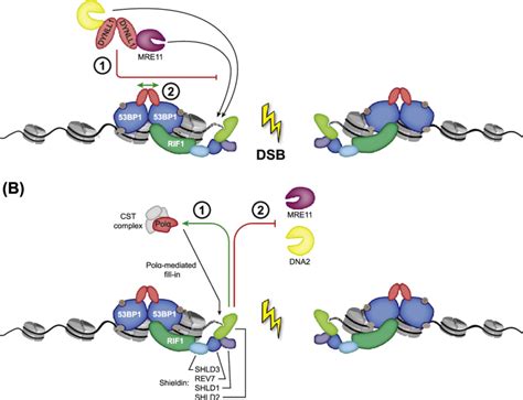 Inhibition Of Resection In Brca1 Deficient Cells In Brca1 Deficient
