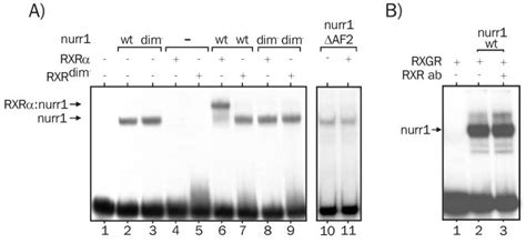 Mutations Within The Dimerization Interface Or The Dna Binding Domain