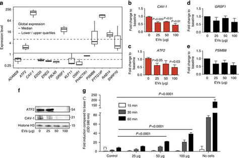 Downregulation Of Mir 451a Target Genes In Endothelial Cells Upon Ev