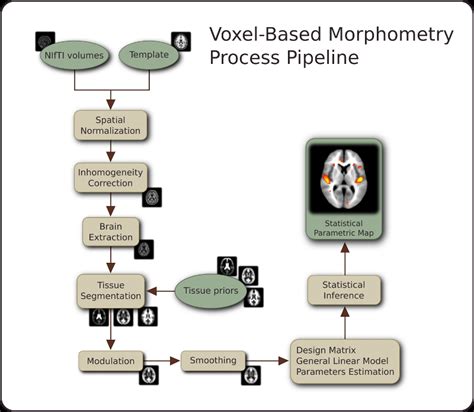 The Processing Pipeline Of The Voxel Based Morphometry Vbm On