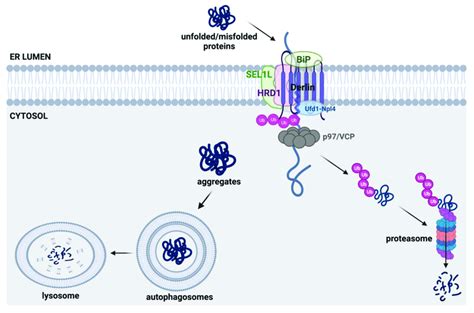 Misfolded Protein Clearance By Autophagy And Erad For Erad