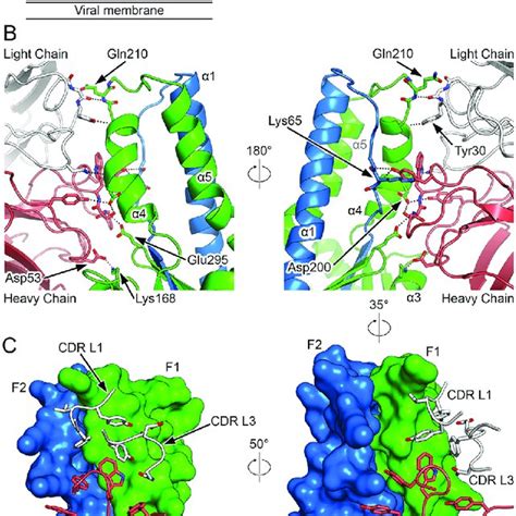 Structure Of Rsd5 Gl In Complex With Prefusion Rsv F A Crystal