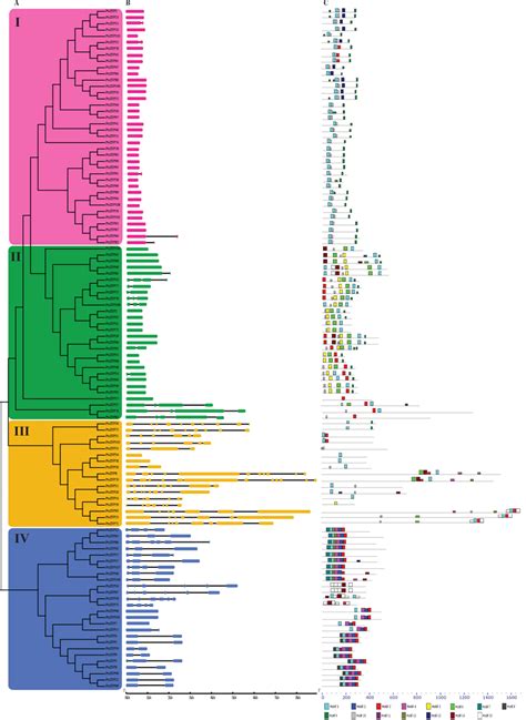 Phylogenetic Relationships Gene Structure And Motif Compositions Of