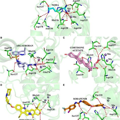 Cartoon Representation Of Predicted Binding Modes Of Eharg Active Site