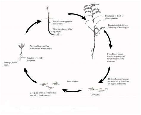 Phytophthora Root Rot Of Chickpeas Field Crop Diseases Victoria