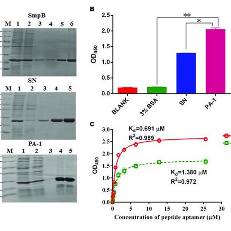 Evaluation Of Binding Affinity Between Smpb And Pa 1 A Smpb