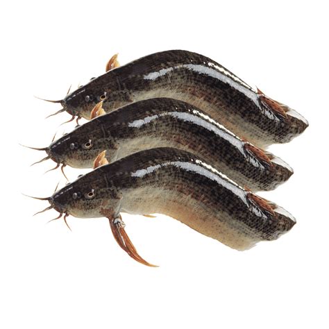 Ikan Lele Png 40 Koleksi Gambar