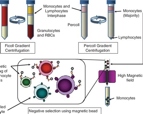 Monocyte Isolation Panel A Shows The Separation Of Monocytes And