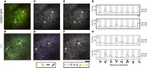 In Vivo Two Photon Ca2 Imaging Of Orientation Selectivity And