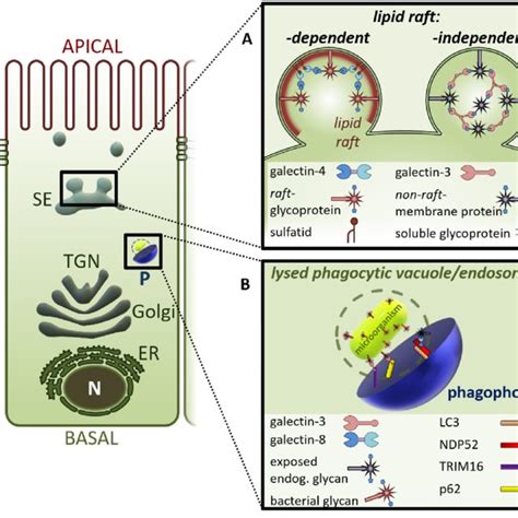Galectins Sort Glycoproteins Destined For The Apical Membrane Domain Of