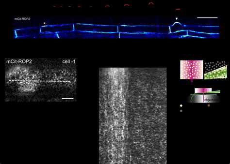 Fluorophore Blinking Allows To Improve The Spatio Temporal Resolution