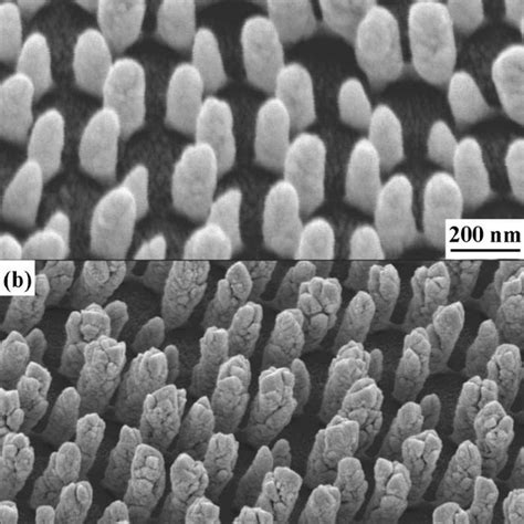 Plan View Sem Micrographs Of Honeycomb Ta Nanorod Arrays Grown For T
