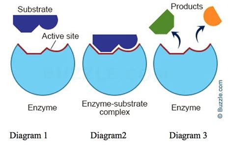 How Enzymes Work – Scientifically – Enzymewizard