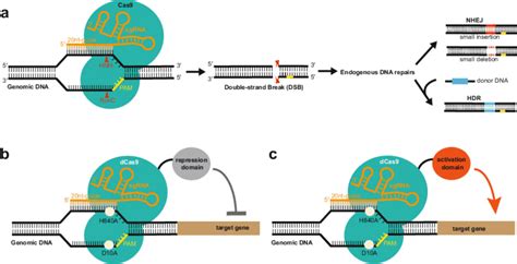 1 Schematic Diagram Showing How Crispr Cas9 System Is Used For Genome