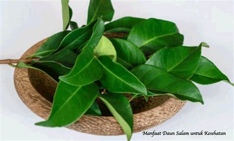 12 Manfaat Daun Salam Untuk Kesehatan Bams