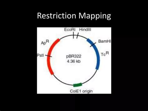 Ppt Restriction Mapping Powerpoint Presentation Free Download Id