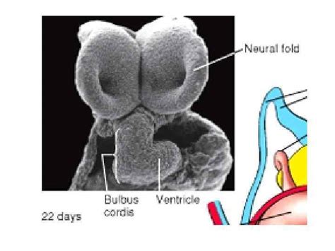 Transverse Sections Showing Development Of The Mesodermal Germ