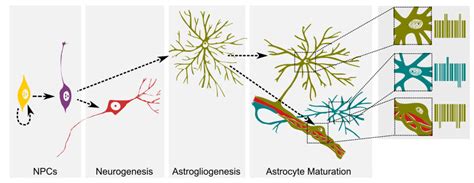 Astrocytes