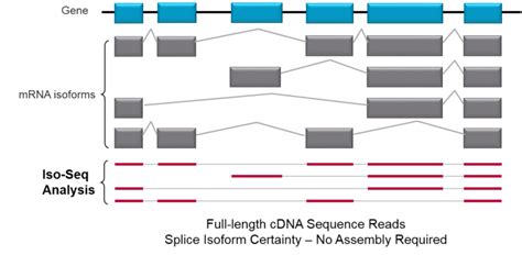rna sequencing pacbio