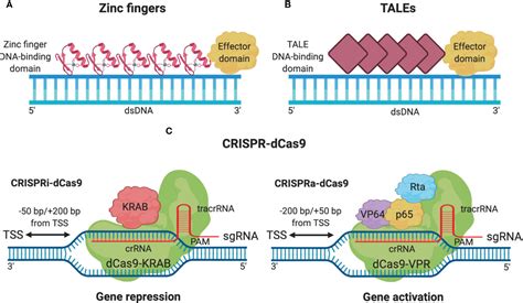 Frontiers Crispr Dcas9 Based Artificial Transcription Factors To