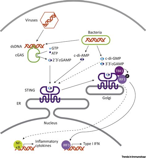 Evolutionary Origins Of Cgas Sting Signaling Trends In Immunology