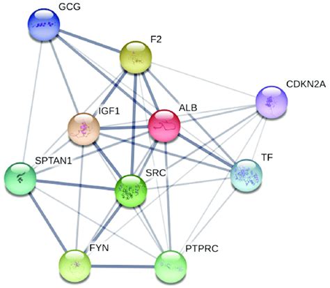 Protein Protein Interaction Network Of The 10 Hub Genes In