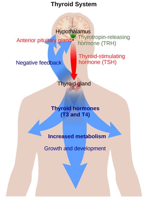 What Is The Difference Between T3 T4 Tsh And Ft3 Ft4 Tsh Compare The