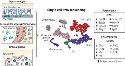Single Cell Profiling Identifies Myeloid Cell Subsets With Distinct