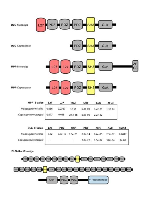 Protein Domain Architectures For The Capsaspora And Monosiga Maguk And
