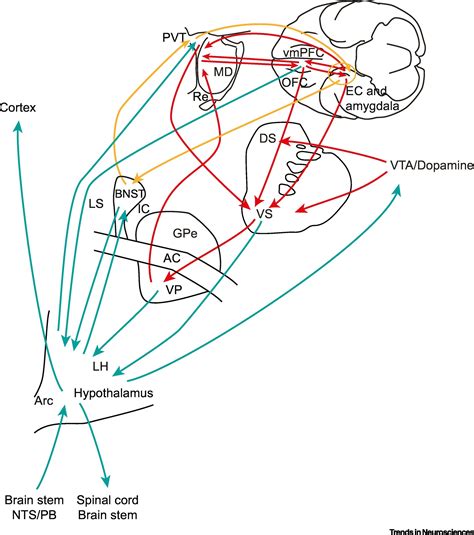 Hypothalamic Interactions With Large Scale Neural Circuits Underlying