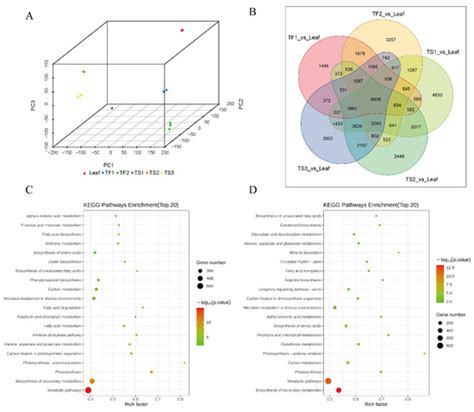 Metabolites Free Full Text Comparative Transcriptome And