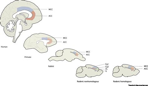 Where Is Cingulate Cortex A Cross Species View Trends In Neurosciences