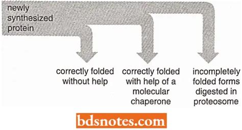 Post Translational Modifications Of The Protein Bds Notes