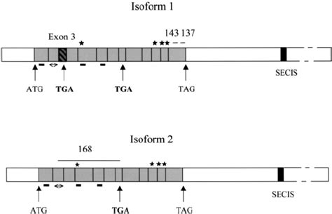 Schematic Representation Of Sepn1 Cdna Isoforms Transcripts Differ By