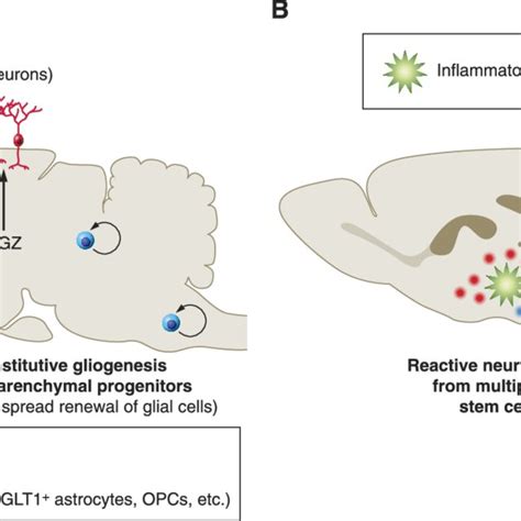 Schematic Representation Of Constitutive Physiological Adult