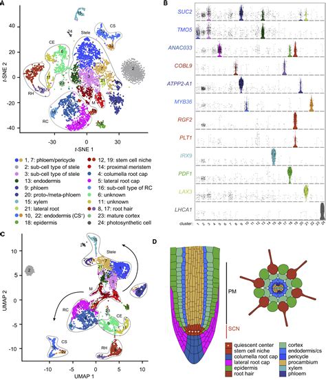 A Single Cell Rna Sequencing Profiles The Developmental Landscape Of