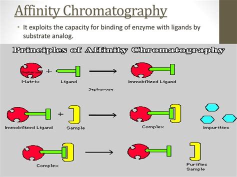Methods Of Enzyme Isolation And Purification Ppt