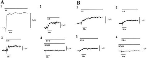 Endothelin 1 Alters The Contractile Phenotype Of Cultured Embryonic